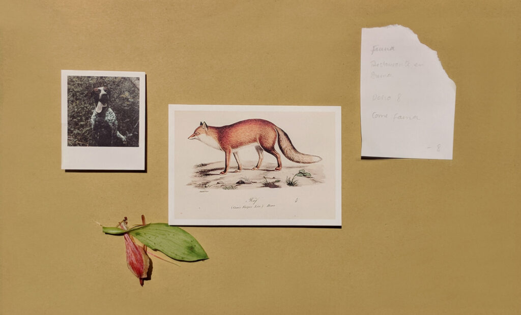 Fauna – Contexto